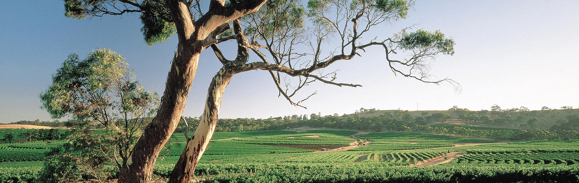 Clare Valley – Purvis Cellars